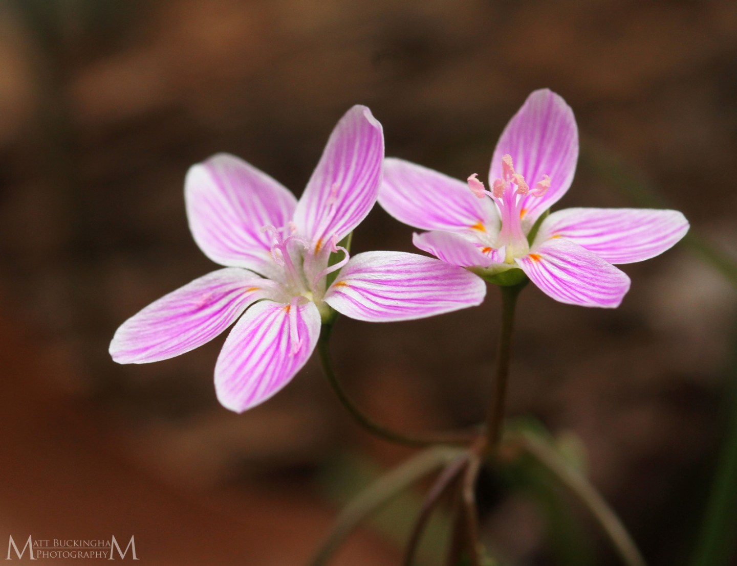 False Bottomland – A Naturalist's Journey