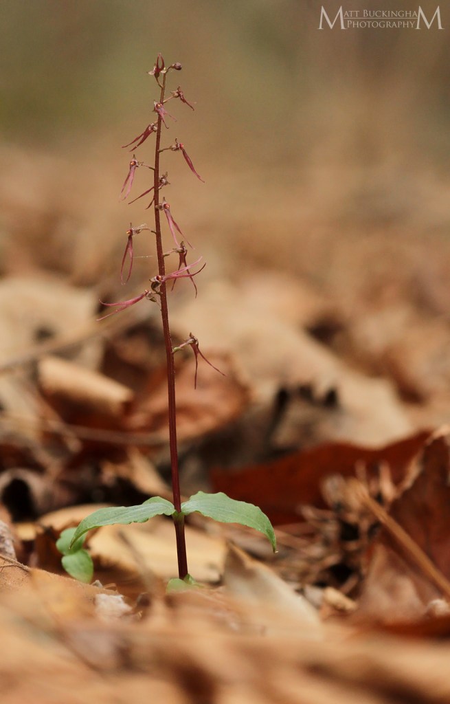 False Bottomland – A Naturalist's Journey