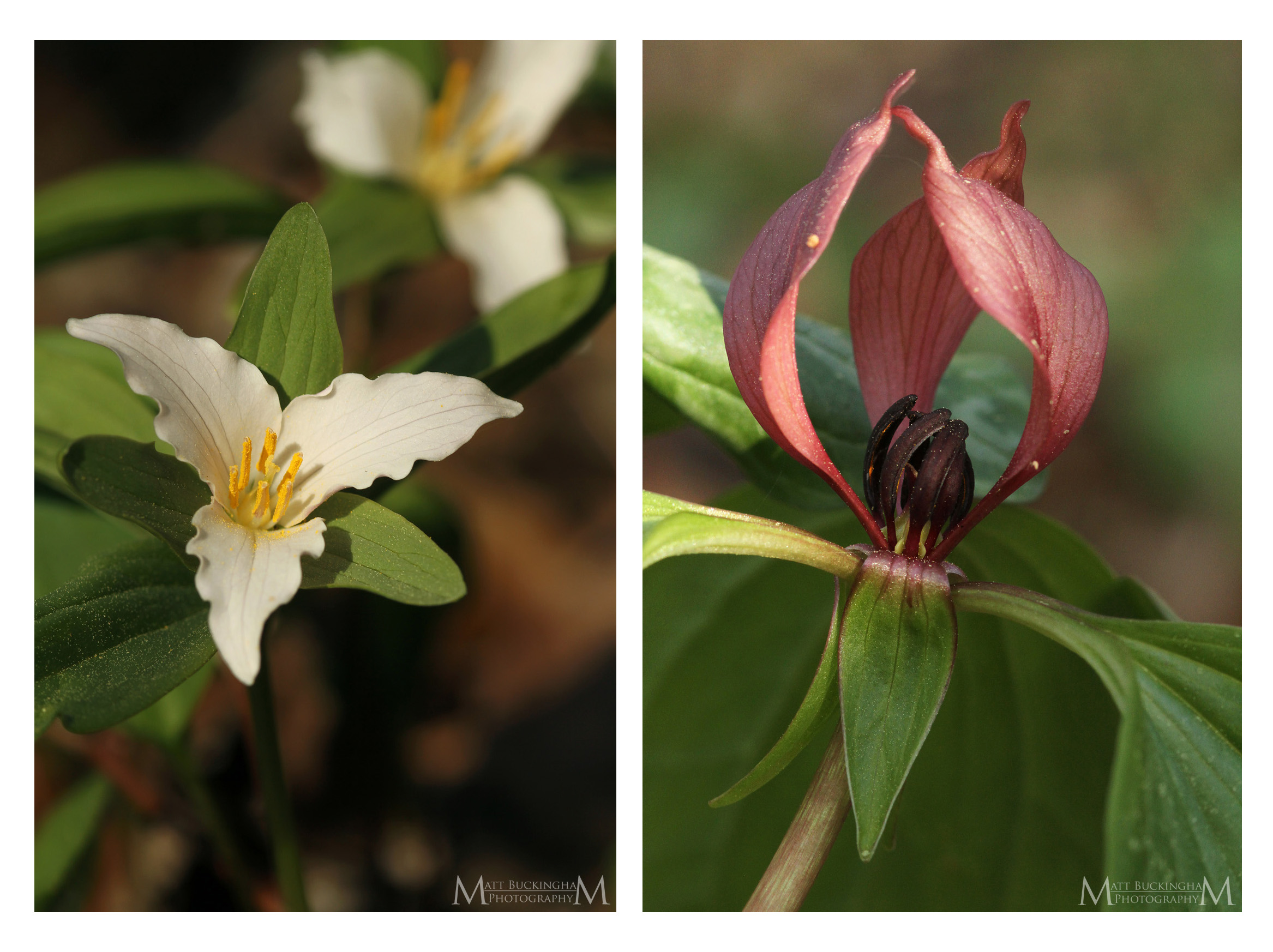 A Tale of Two Trillium – A Naturalist's Journey