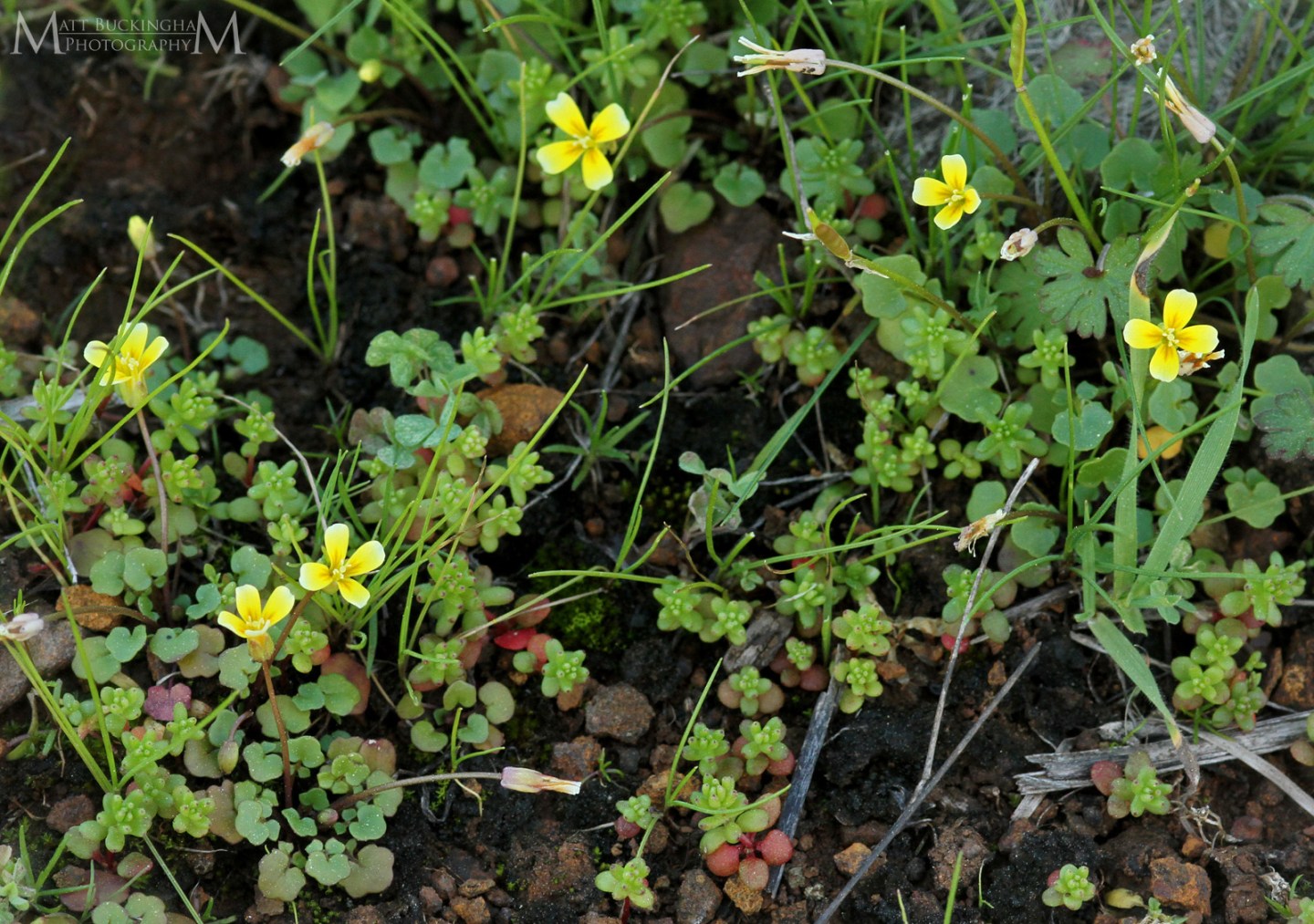 White Bladderpod – A Naturalist's Journey