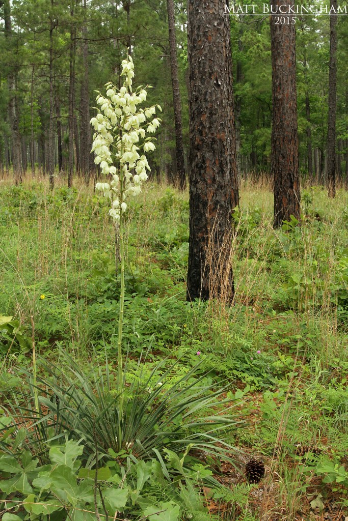 Protographium marcellus – A Naturalist's Journey