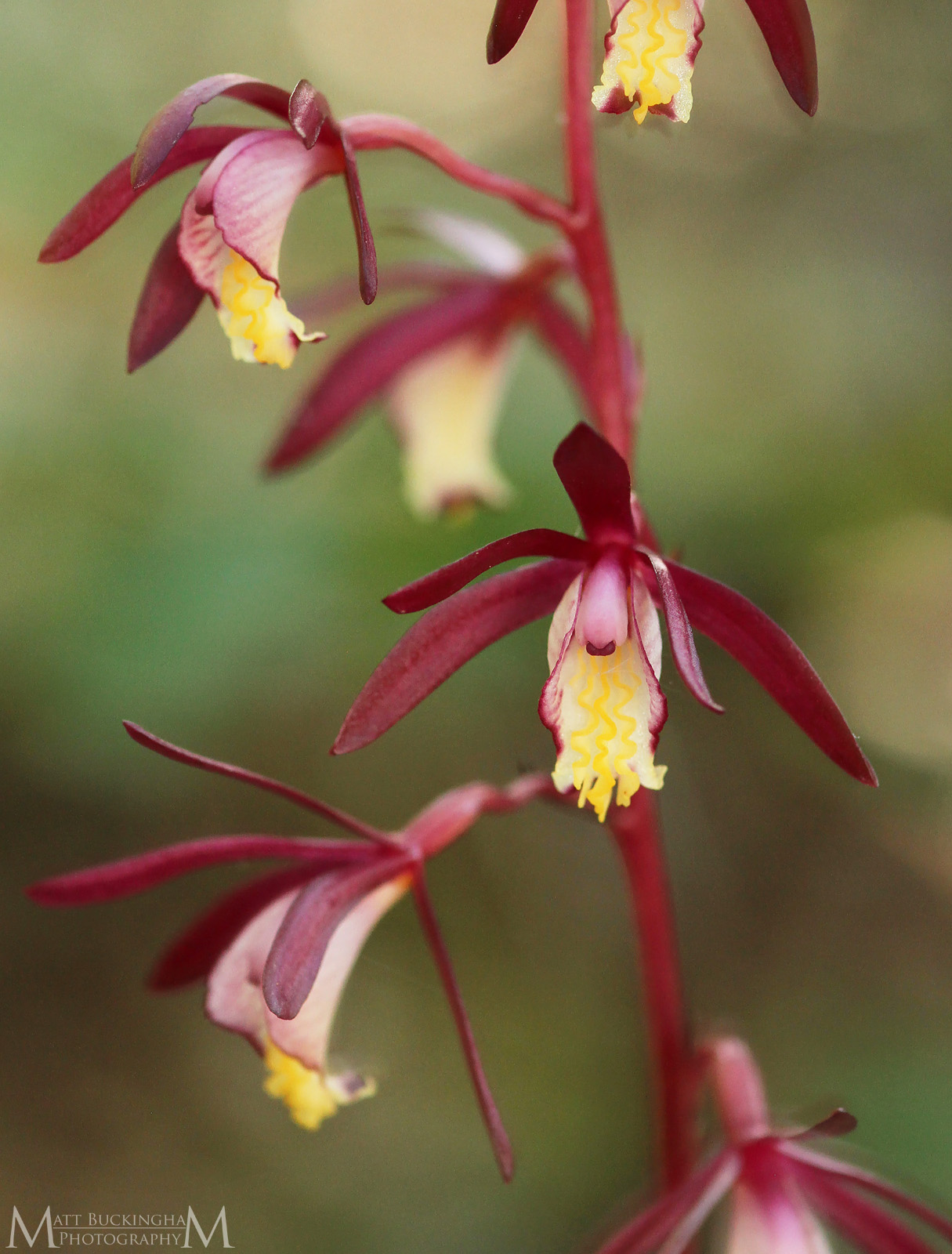 Coralroots of the White Rock Escarpment – A Naturalist's Journey