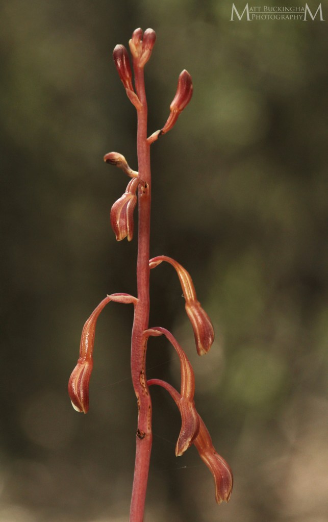 Coralroots of the White Rock Escarpment – A Naturalist's Journey