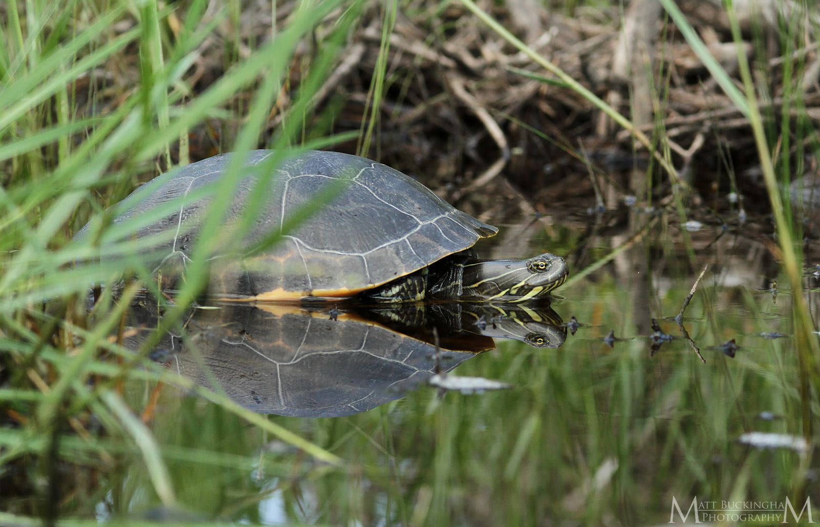 The Chicken Turtle – A Naturalist's Journey