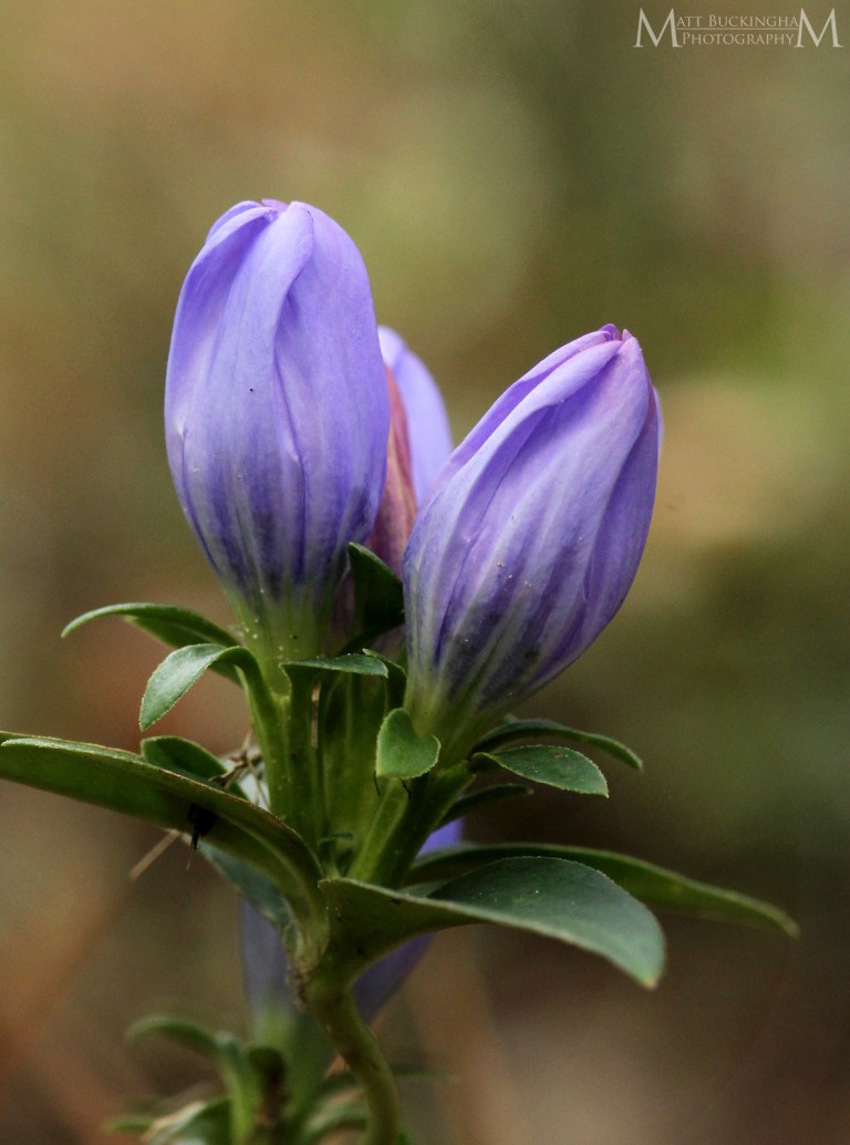 Christmas in November – A Naturalist's Journey