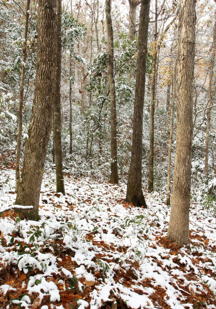 Fall into Winter: November and December Recap – A Naturalist's Journey