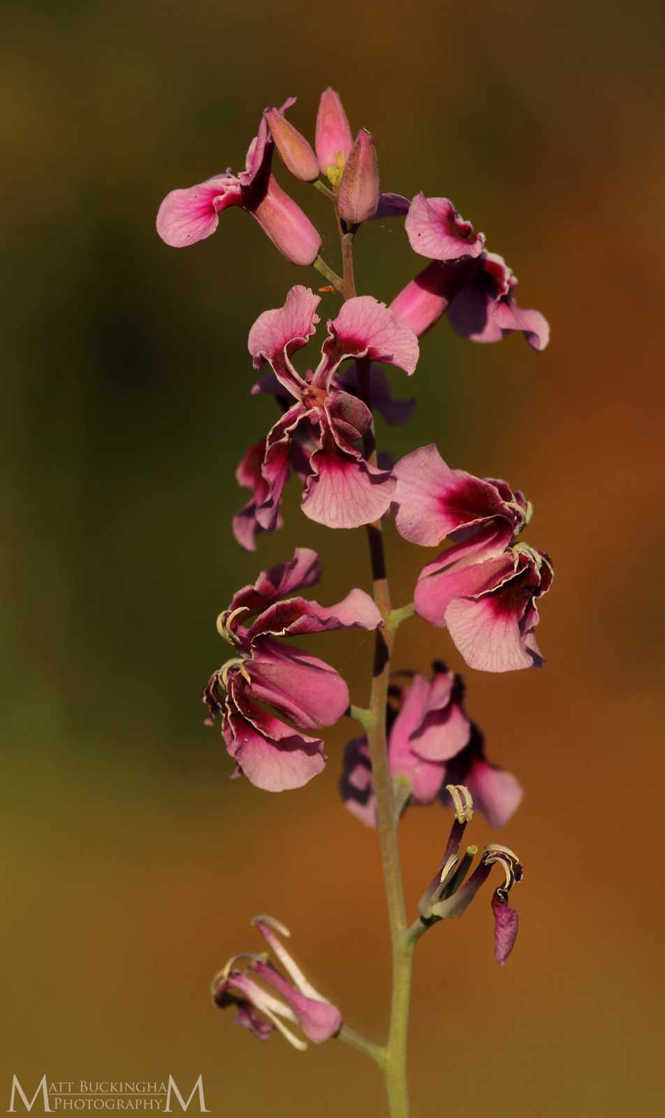 The Jewel of the Weches Formation – A Naturalist's Journey