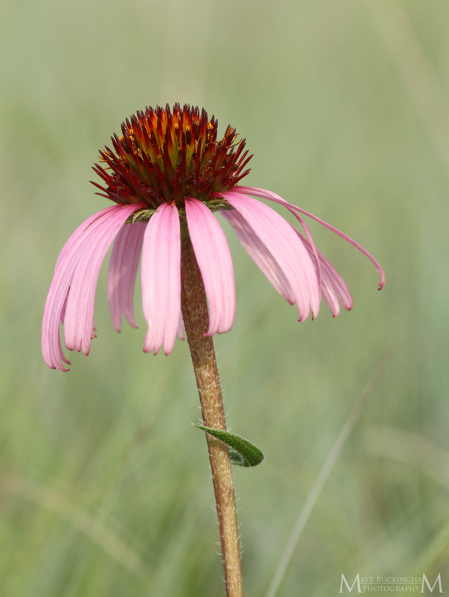 Wandering through the Cross Timbers and Prairies: Part II – A ...