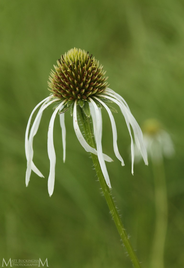 Wandering through the Cross Timbers and Prairies: Part II – A ...