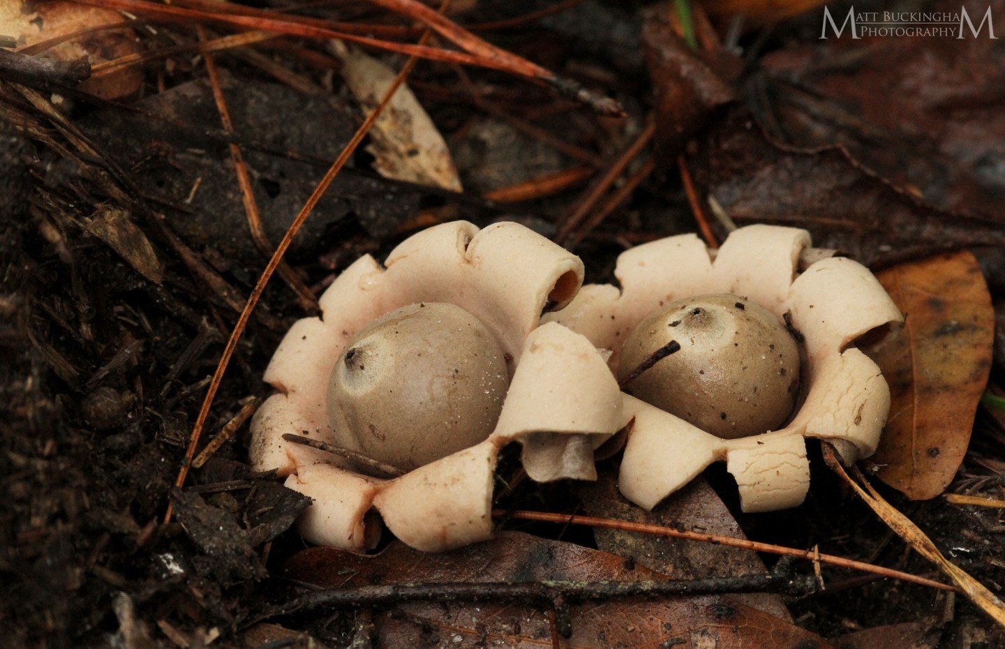 Indian Pipes – A Naturalist's Journey
