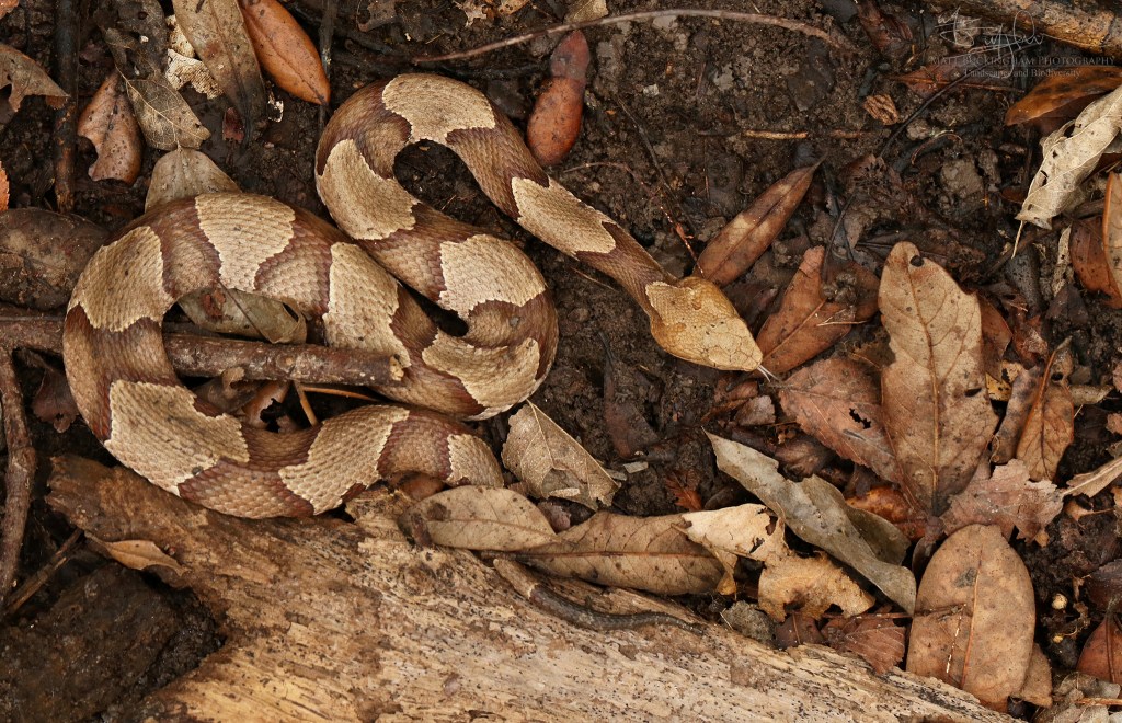 Hidden Denizens of the Columbia Bottomlands – A Naturalist's Journey