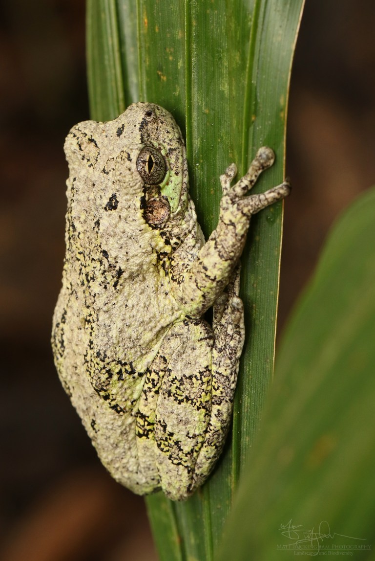 Hidden Denizens of the Columbia Bottomlands – A Naturalist's Journey