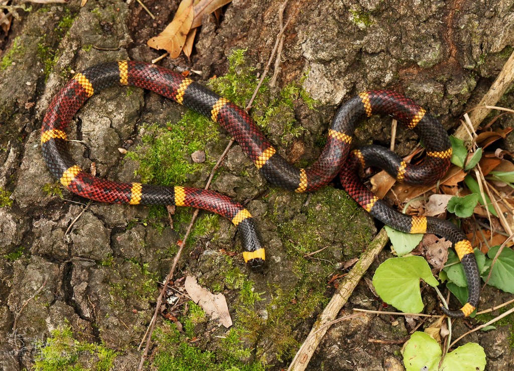 Hidden Denizens of the Columbia Bottomlands – A Naturalist's Journey