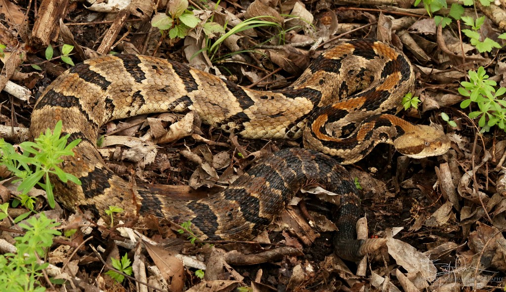 Hidden Denizens of the Columbia Bottomlands – A Naturalist's Journey