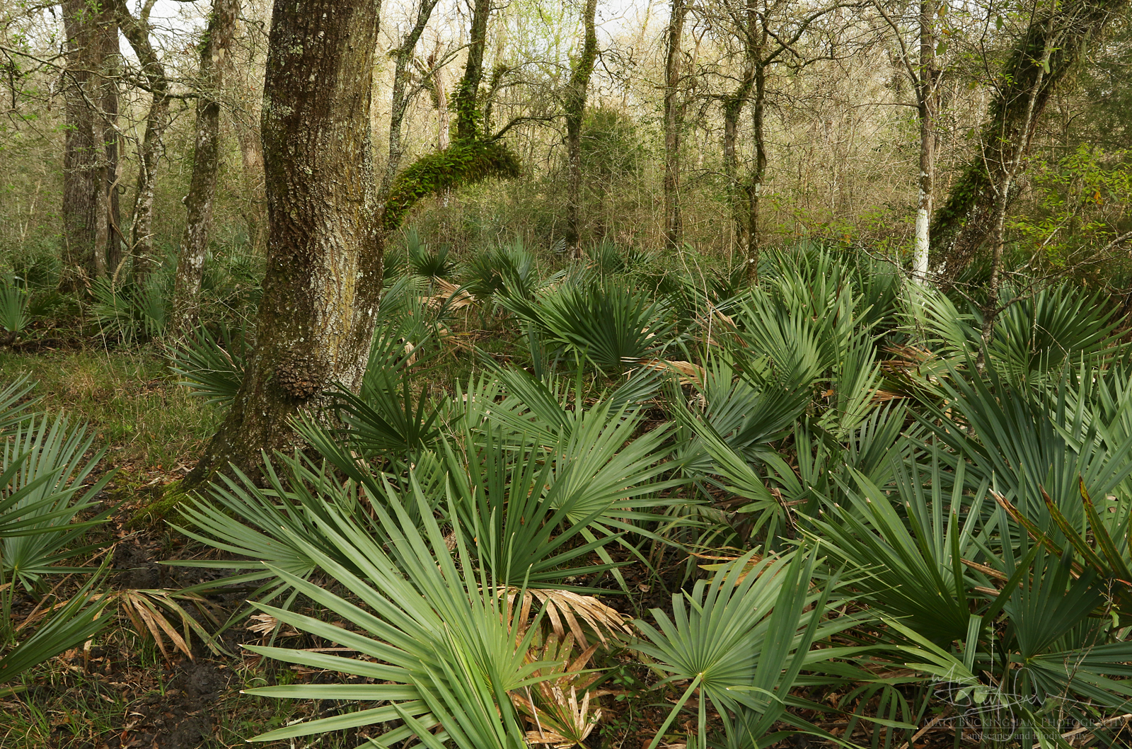 Hidden Denizens of the Columbia Bottomlands – A Naturalist's Journey