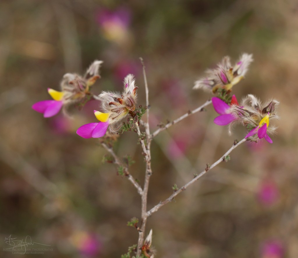 Trans-Pecos – A Naturalist's Journey