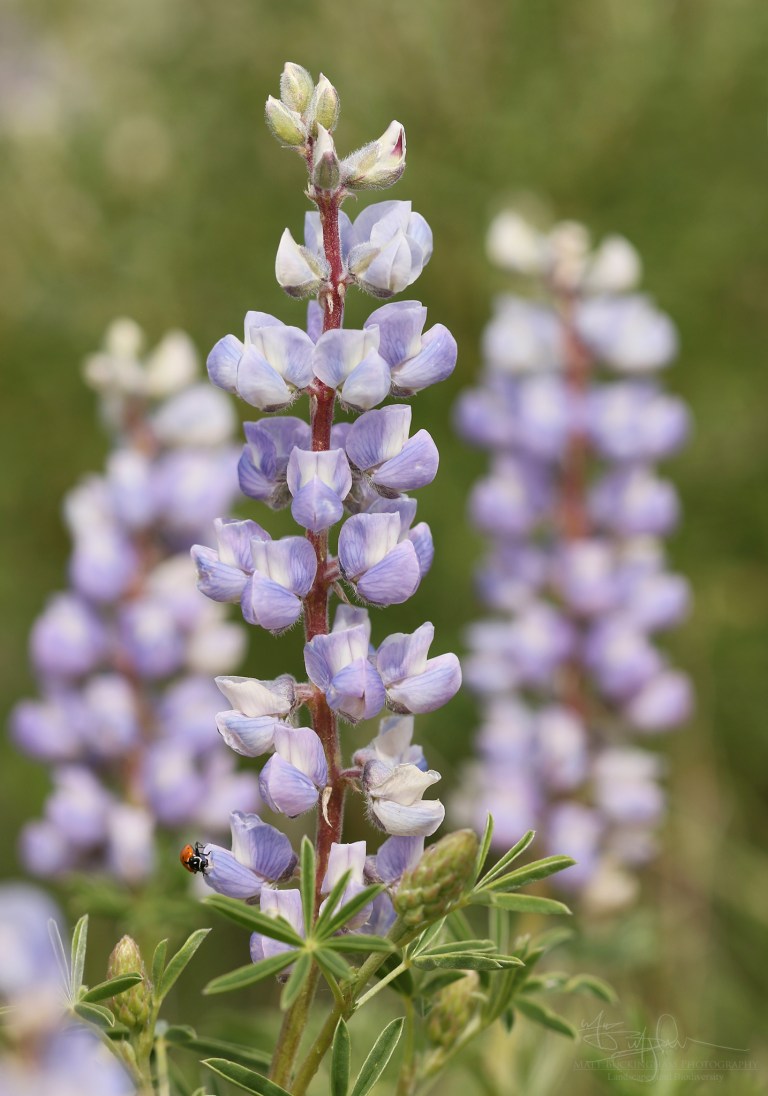 Silvery Lupine – A Naturalist's Journey