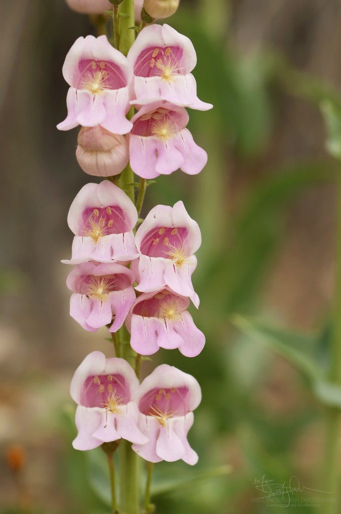 Myco-heterotroph – A Naturalist's Journey