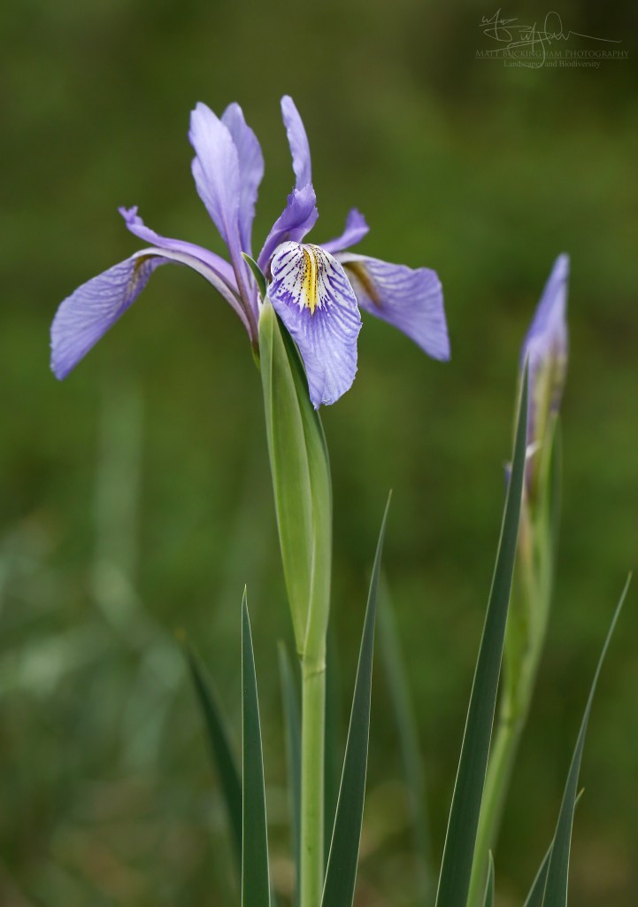 Myco-heterotroph – A Naturalist's Journey