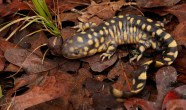 All Tiger Salamanders Tiger Salamander Facts Pictures In Depth