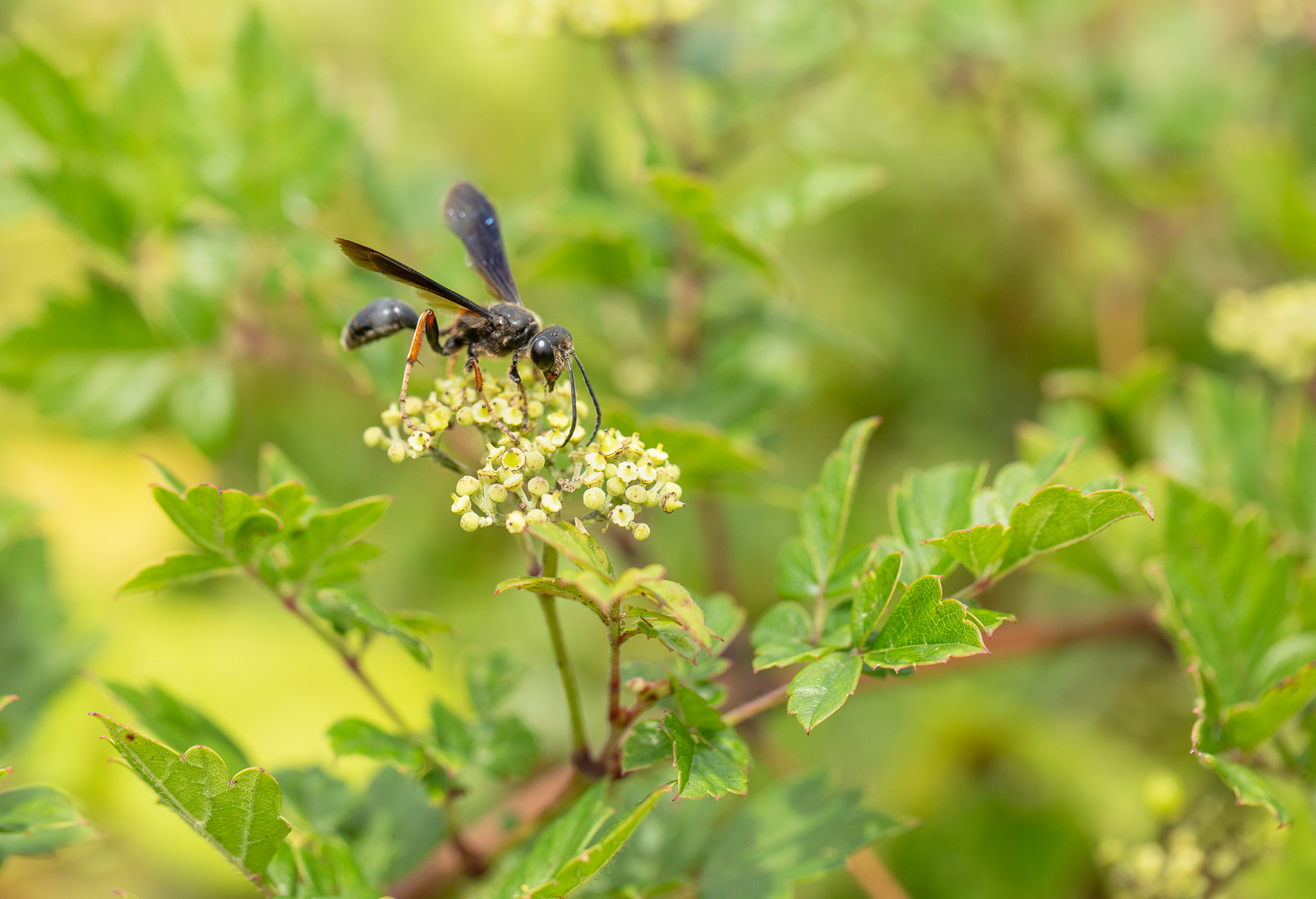 A Naturalist's Journey – My Quest for Biodiversity
