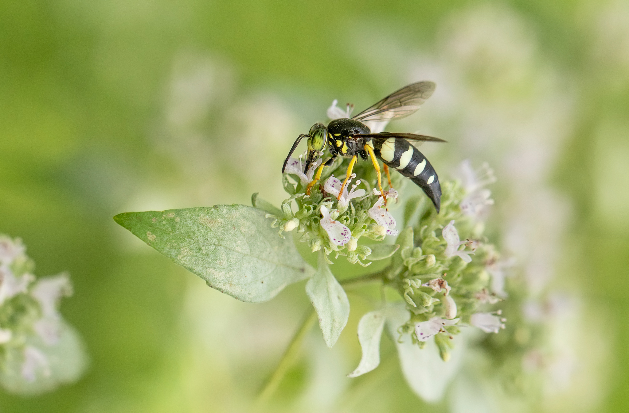 A Naturalist's Journey – My Quest for Biodiversity