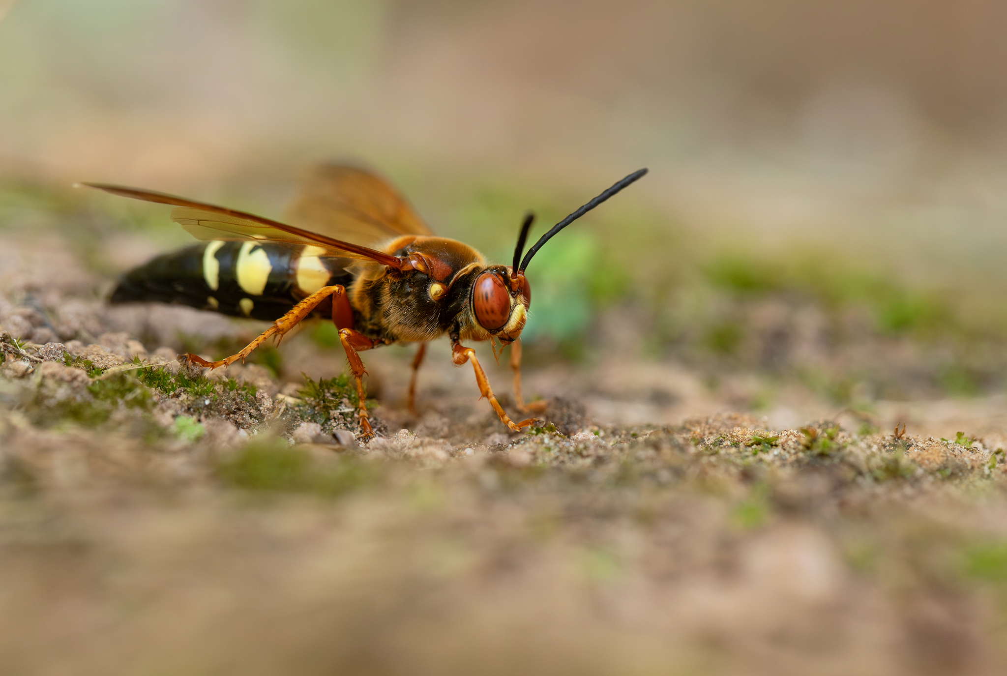 A Naturalist's Journey – My Quest for Biodiversity