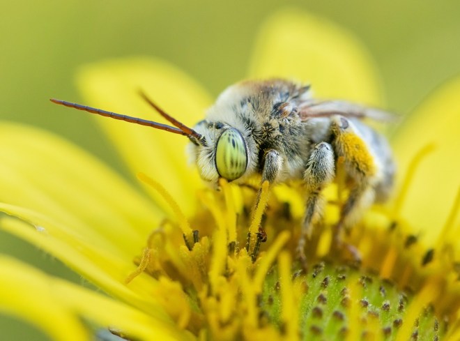 Beating the Heat with Native Pollinators Part 3 – A Naturalist's Journey
