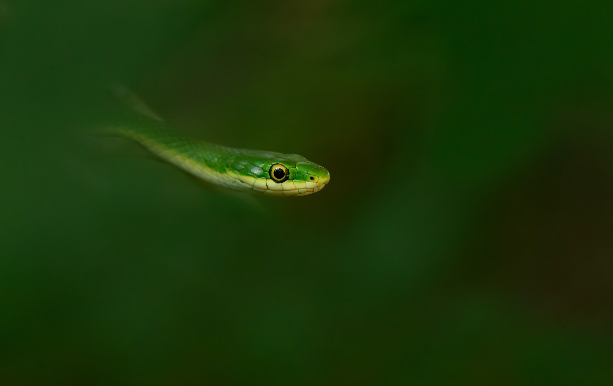 A Naturalist's Journey – My Quest for Biodiversity